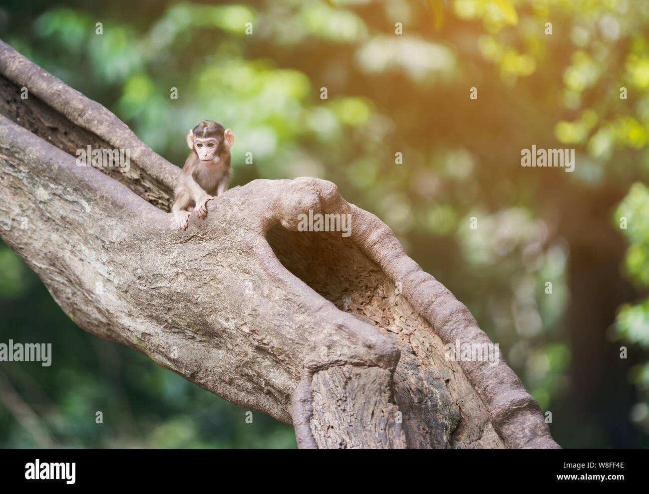 one baby monkey sitting on the tree Stock Photo - Alamy