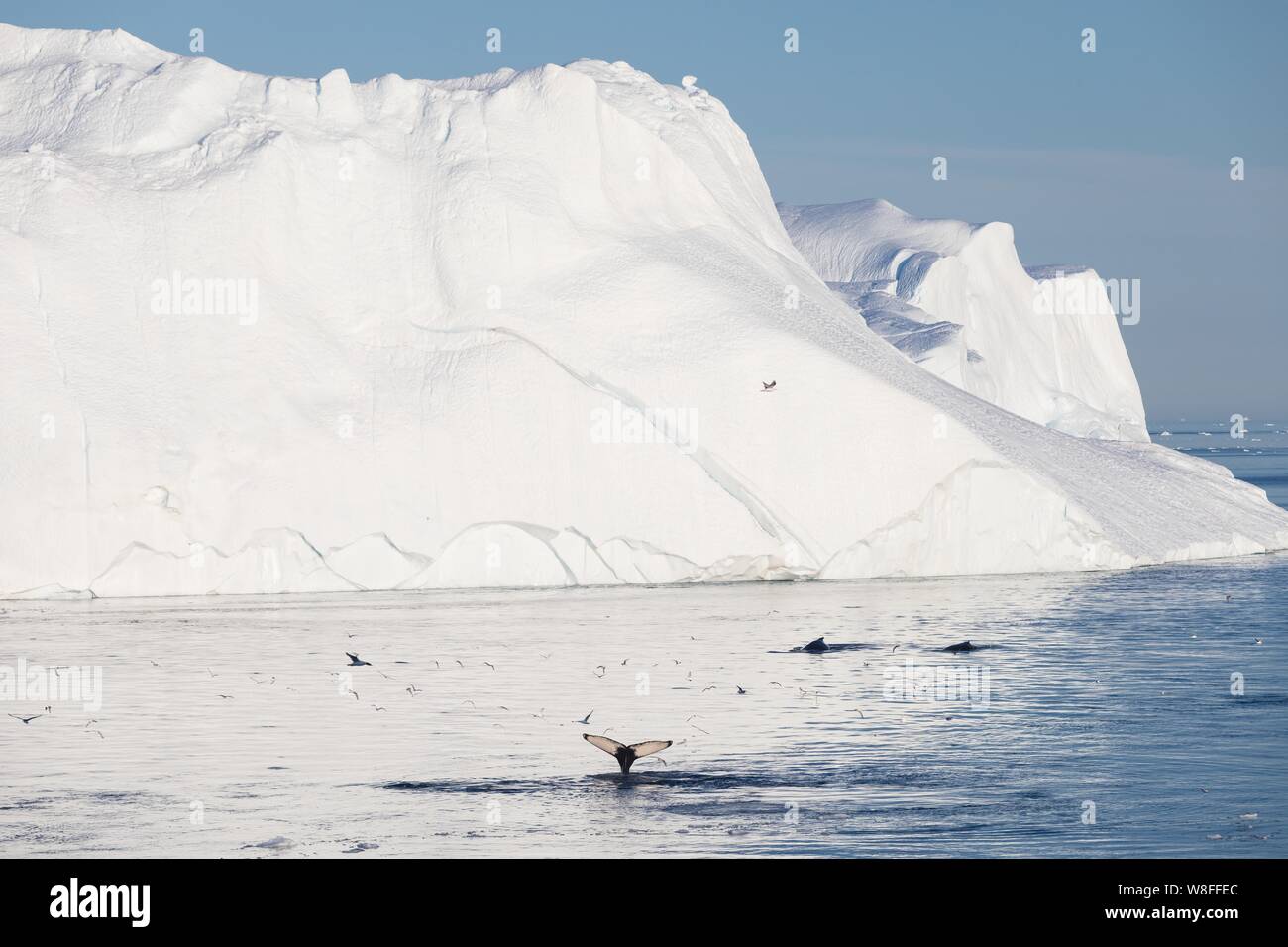 Whale dive near Ilulissat among icebergs. Their source is by the ...