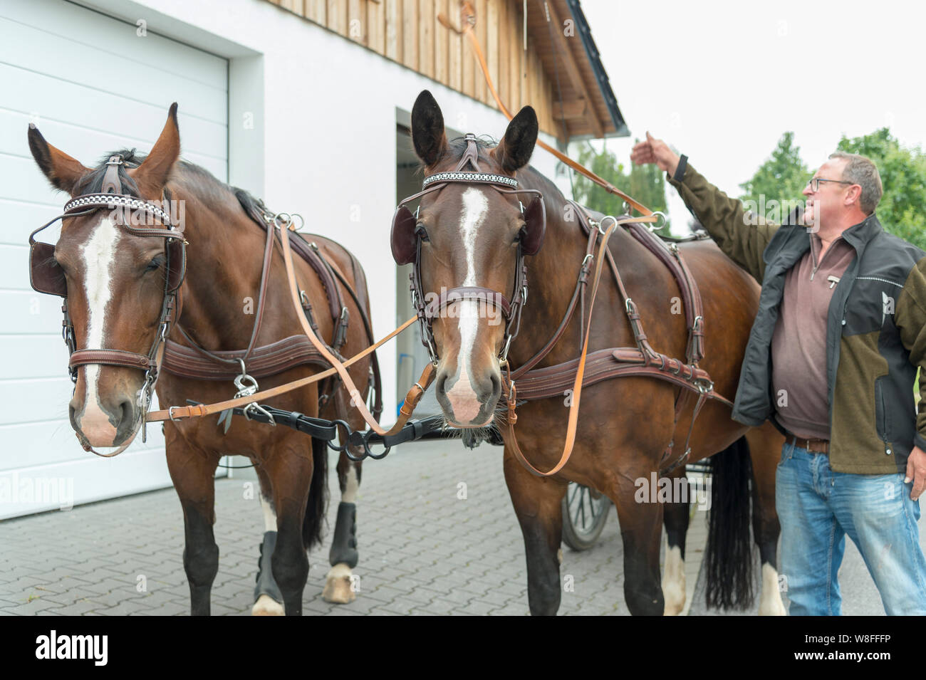 Horses Pulling Carriage High Resolution Stock Photography and Images ...