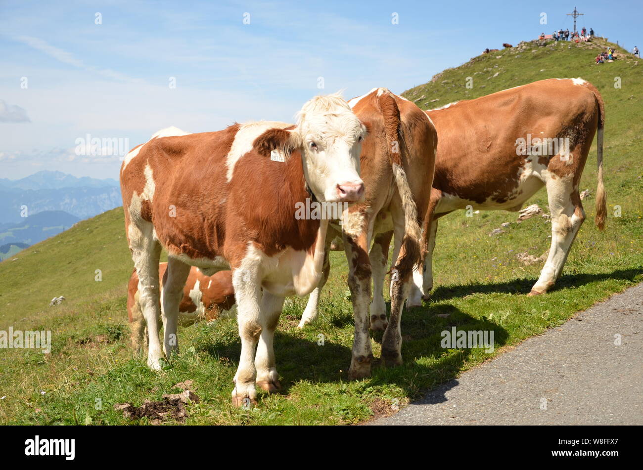 Austrian cows hi-res stock photography and images - Alamy