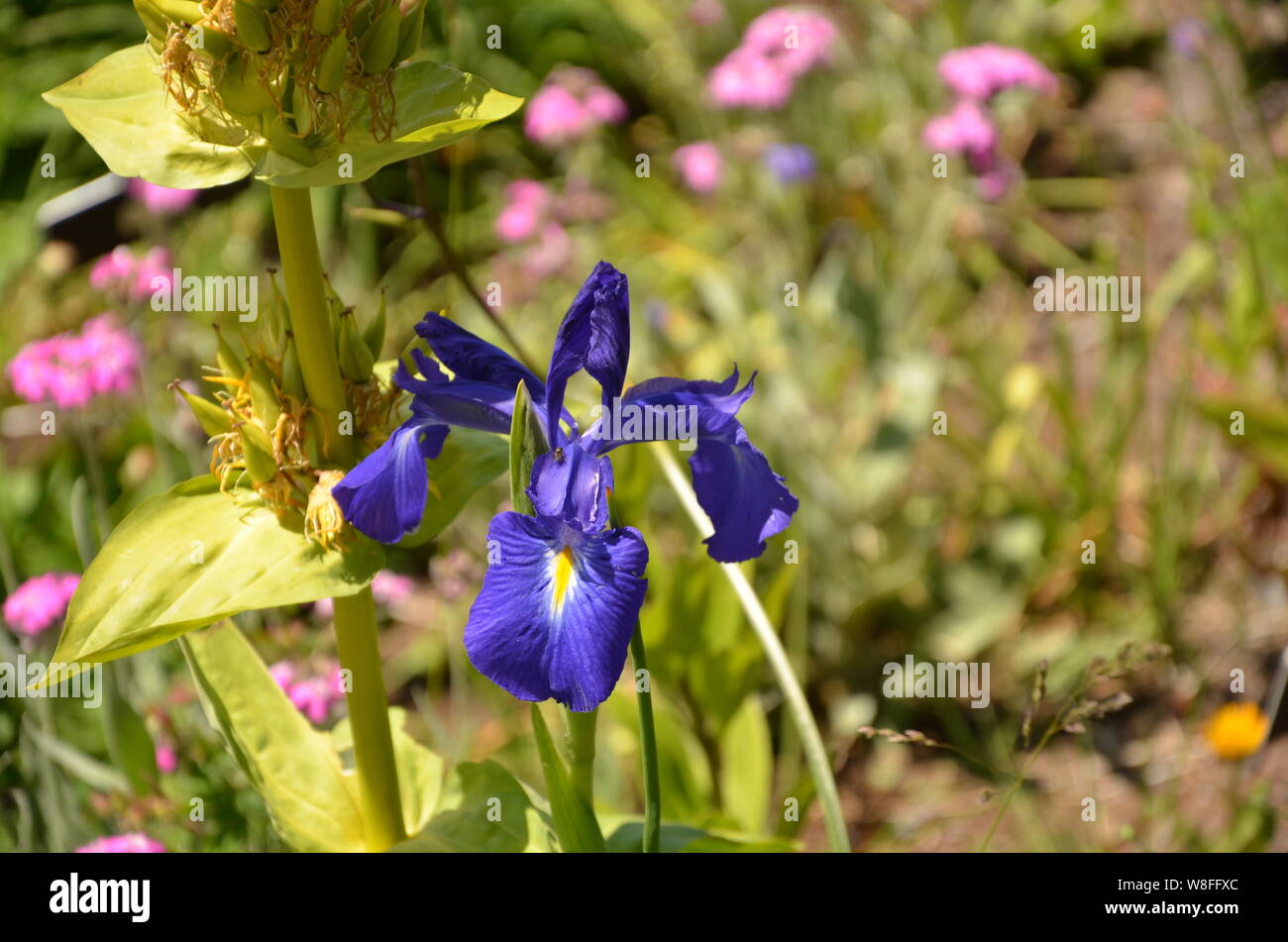 Pink alpine flowers hi-res stock photography and images - Alamy