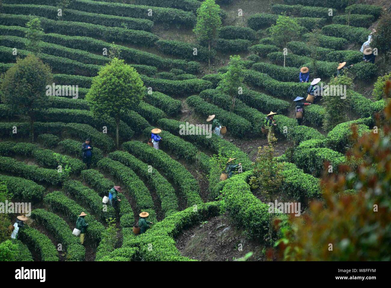 Chinese farmers harvest tea leaves at a tea plantation in Masheng ...