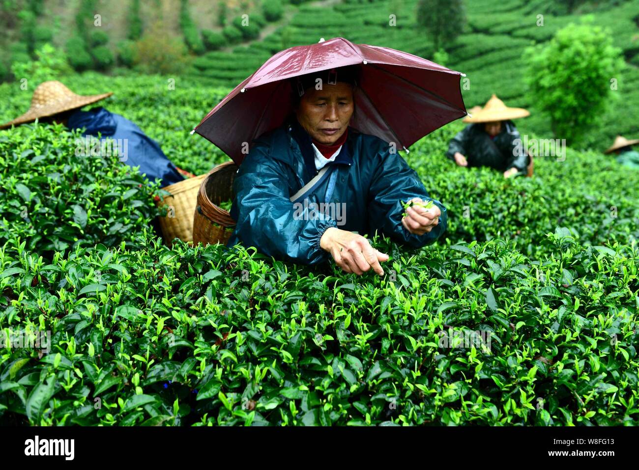 Chinese farmers harvest tea leaves at a tea plantation in Masheng ...