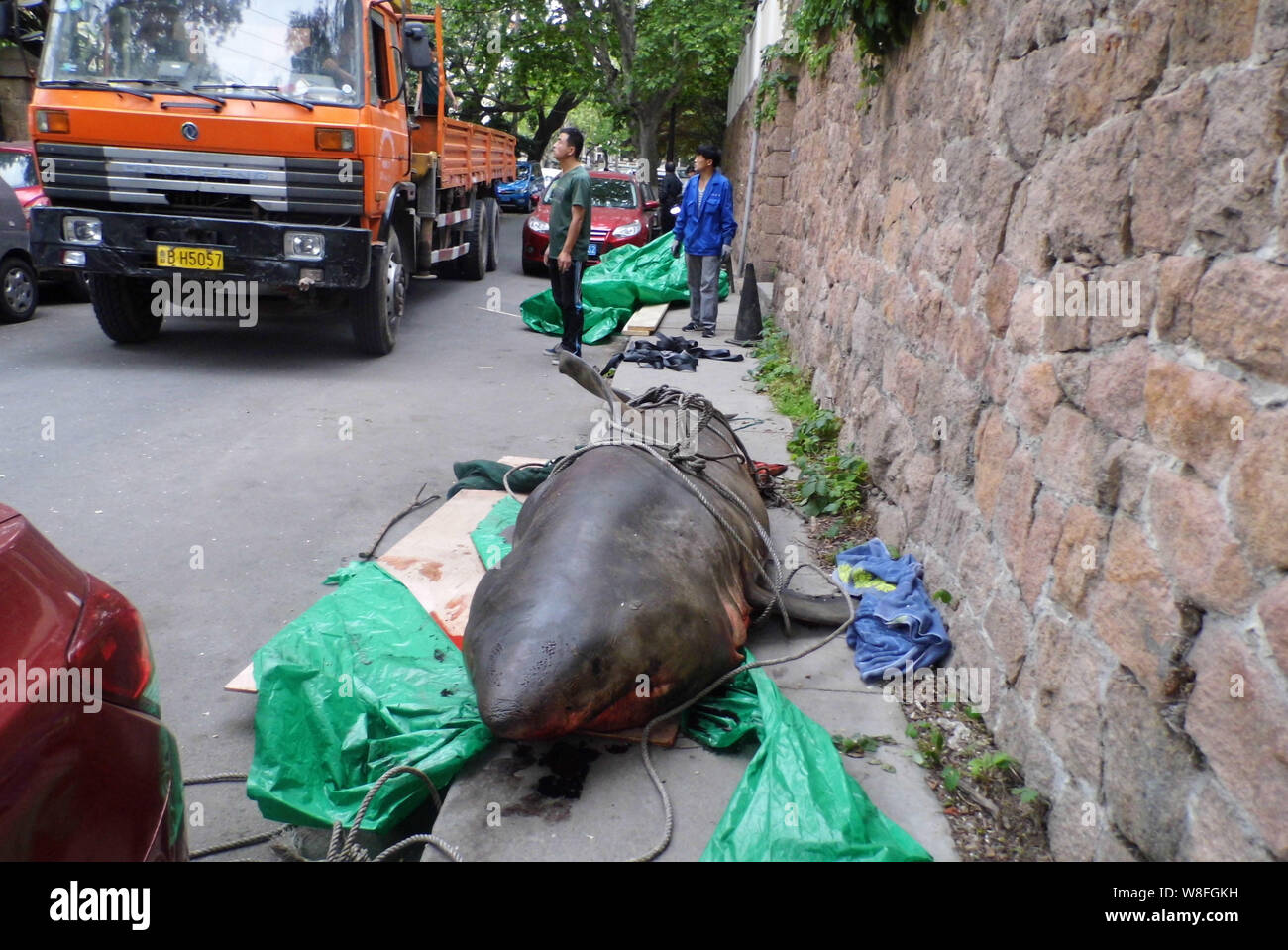 A dead great white shark, six-meter long and about 500 kg in weight, is ...