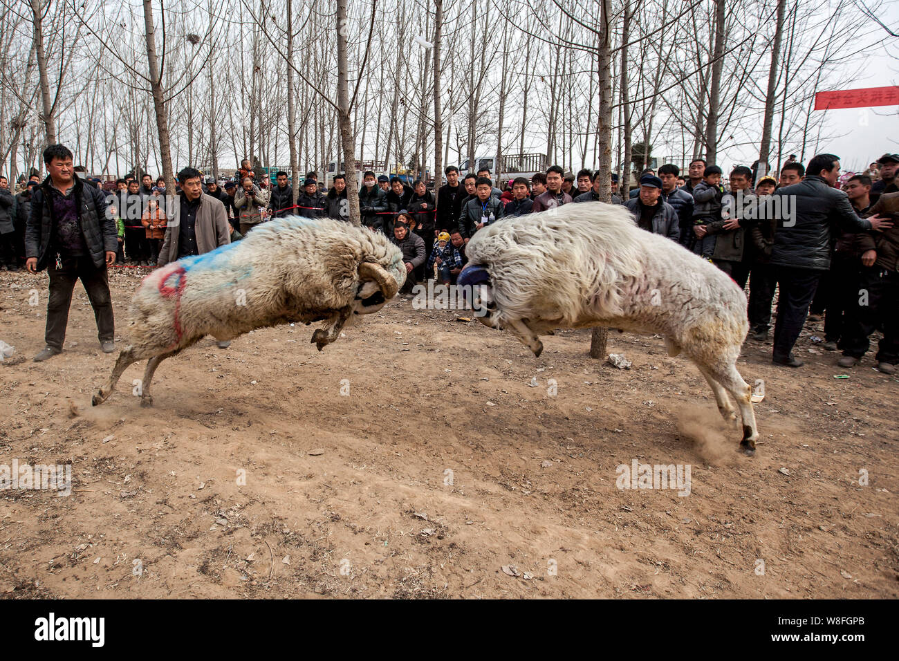 A crowd of villagers watch two sheep butting each other with their ...