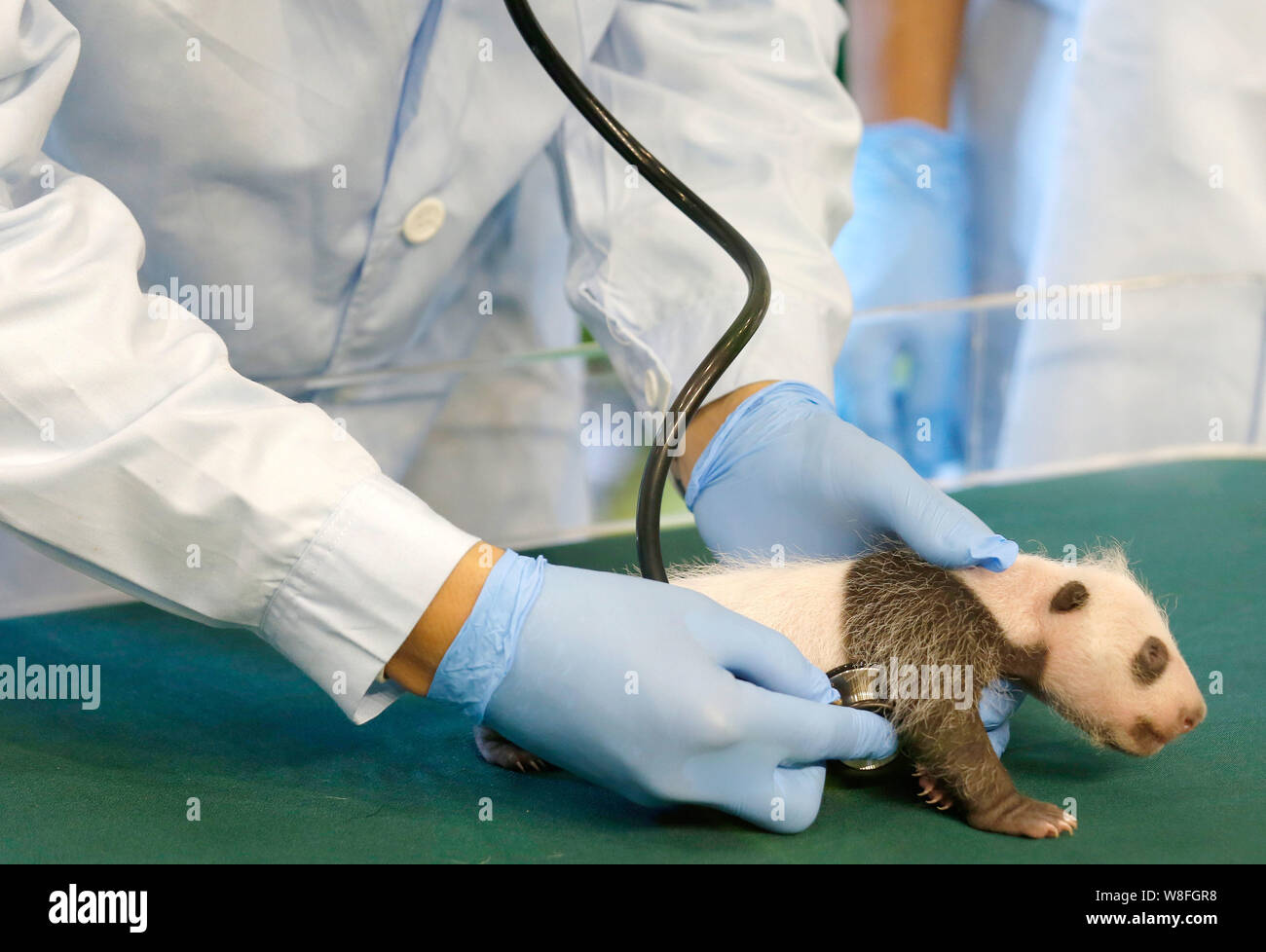 An expert examines the female baby panda born by giant panda Ting Ting ...