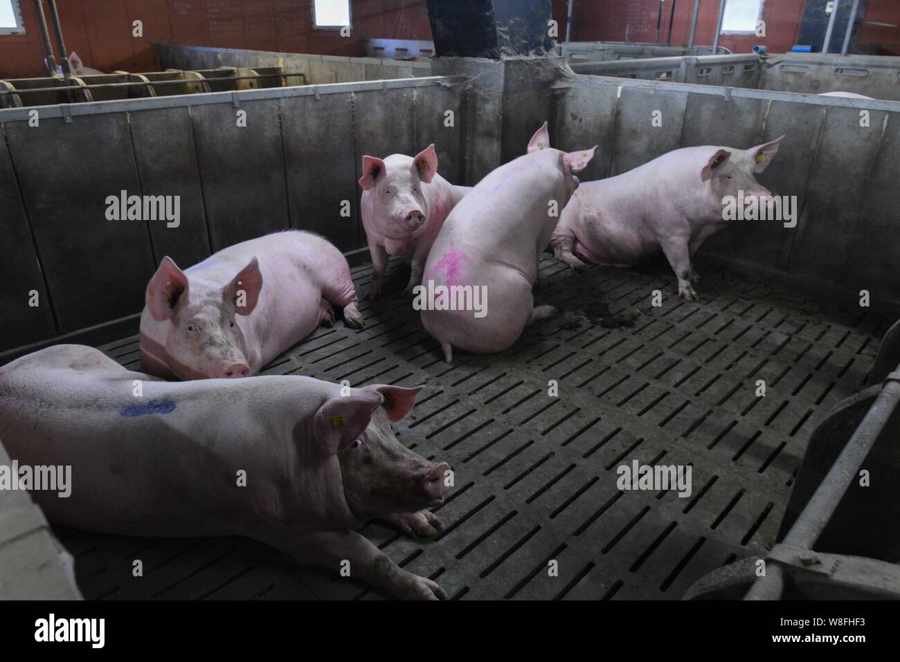 Intensive Farming Pigs