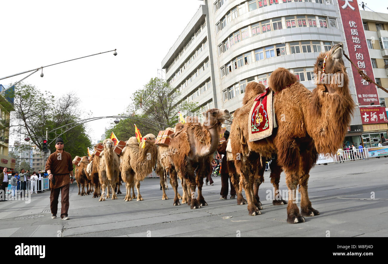 Chinese tea merchants walk with their camels loaded with tea bricks ...