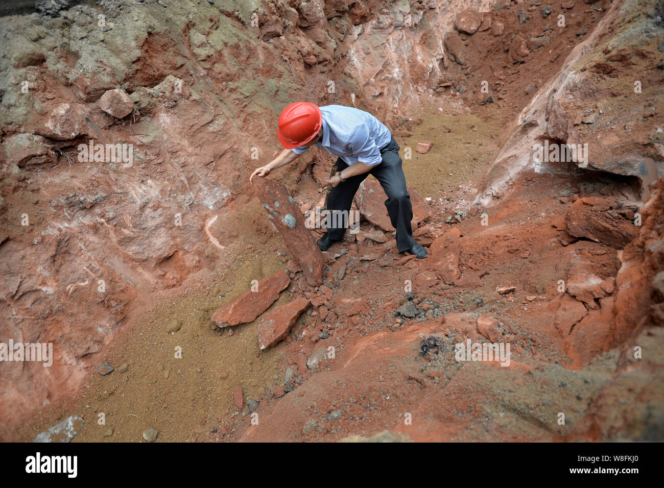 A Chinese archaeologist checks fossilised dinosaur eggs discovered ...