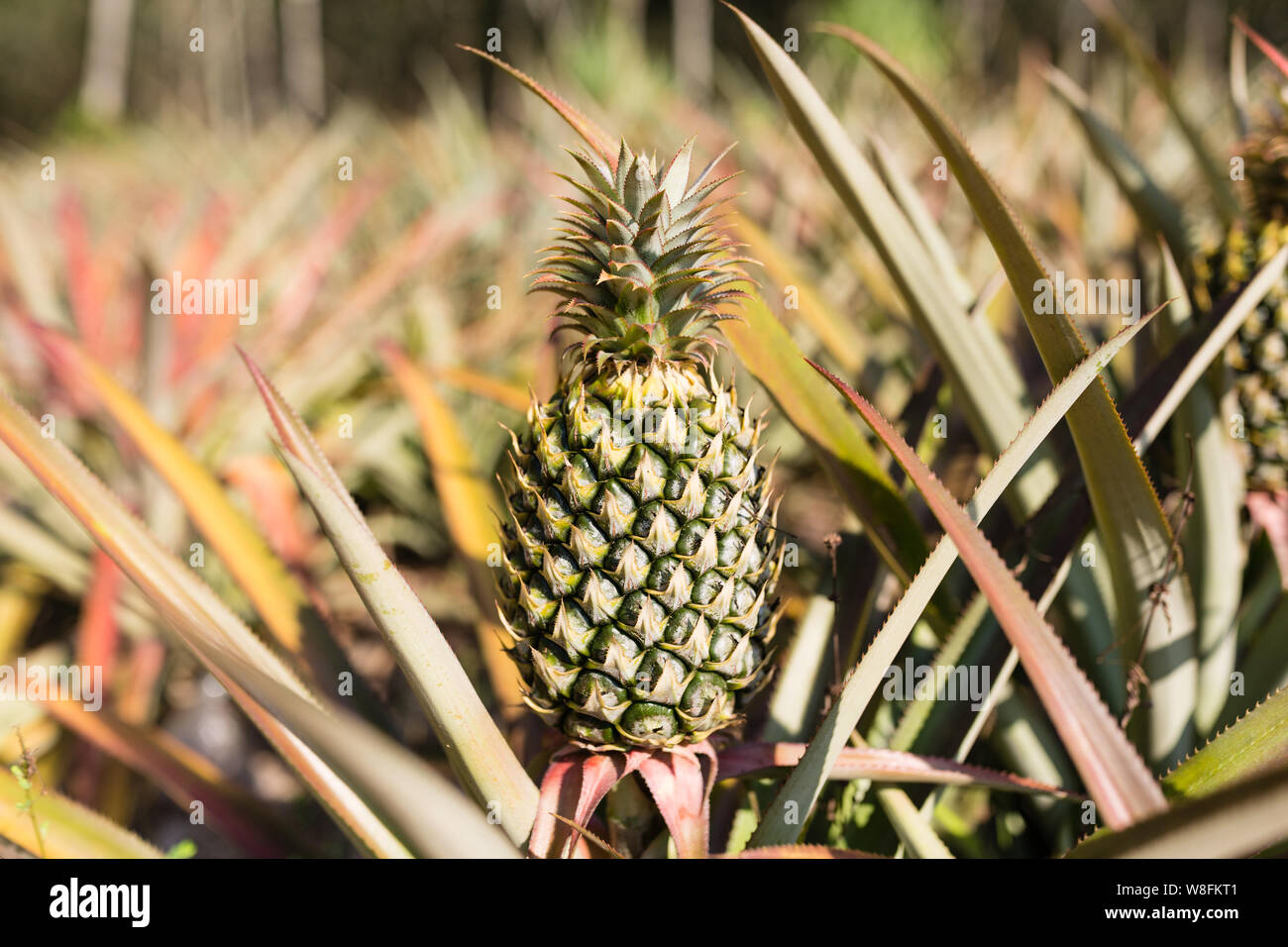 Tropical pineapple fruit outdoor in Phuket island, Thailand Stock Photo ...