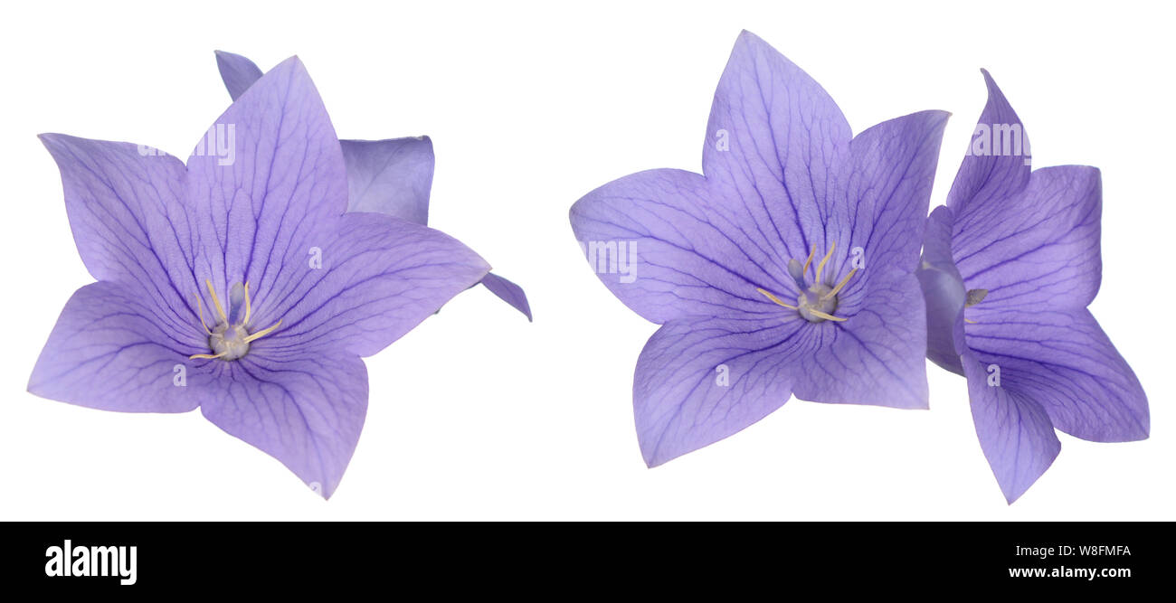 Blue platycodon grandiflorus balloon Cut Out Stock Images & Pictures ...