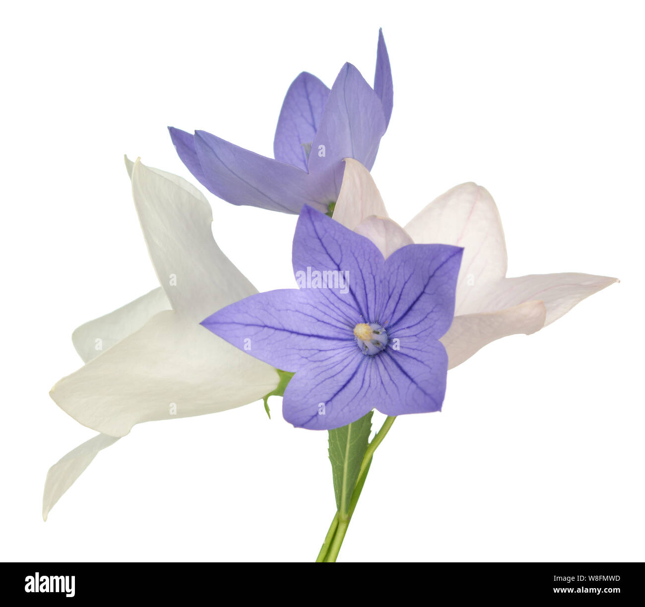 mix color platycodon bell flower isolate on white Stock Photo - Alamy