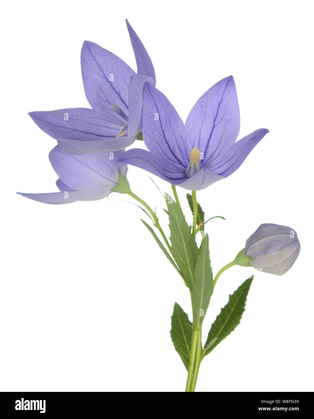Perennial bell flower Cut Out Stock Images & Pictures - Alamy