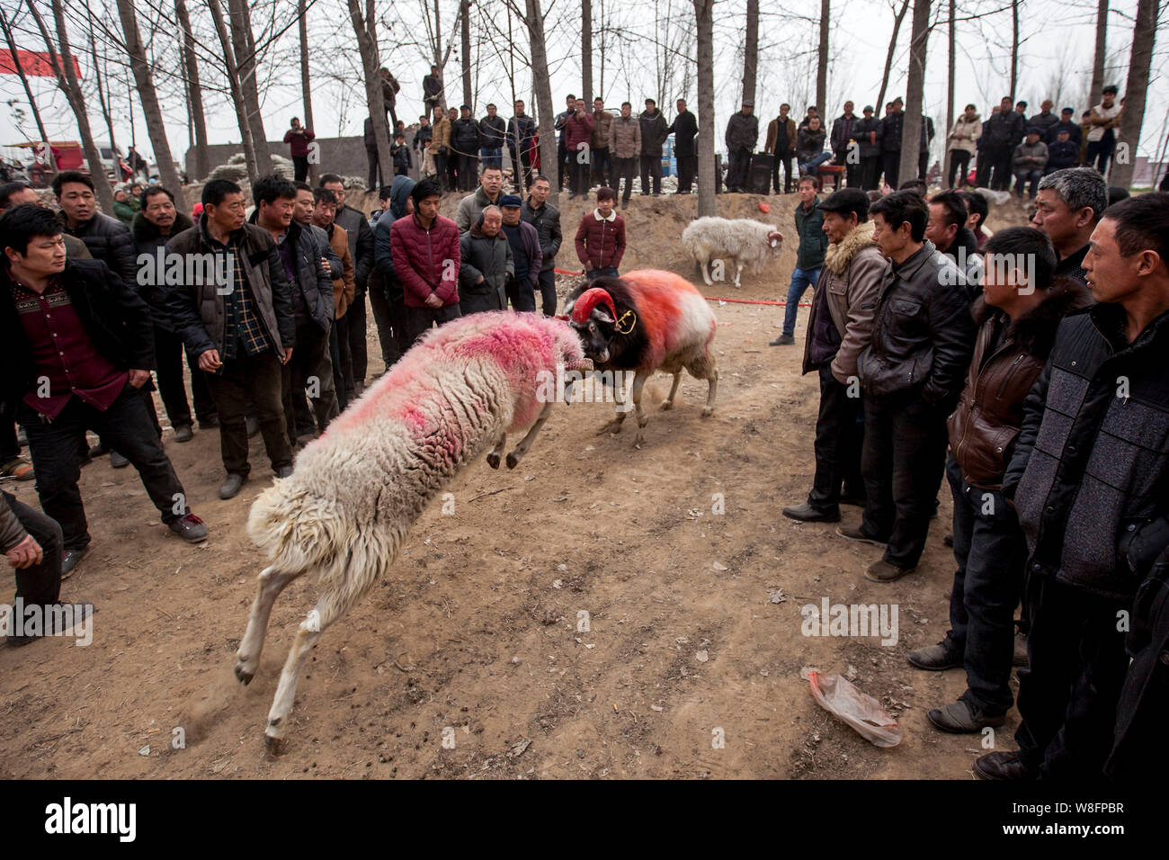 A crowd of villagers watch two sheep butting each other with their ...