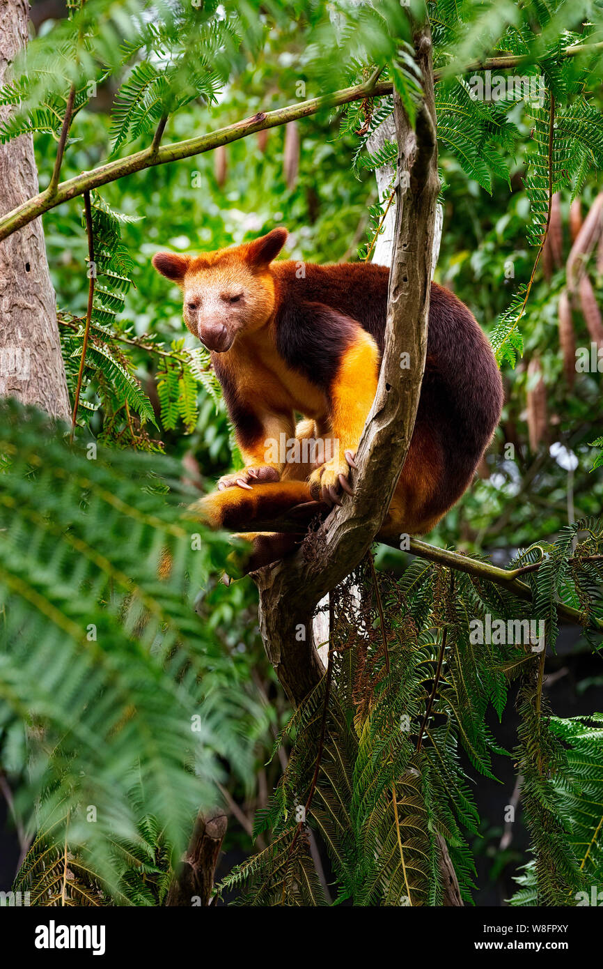 Australian jungle leaf hi-res stock photography and images - Alamy