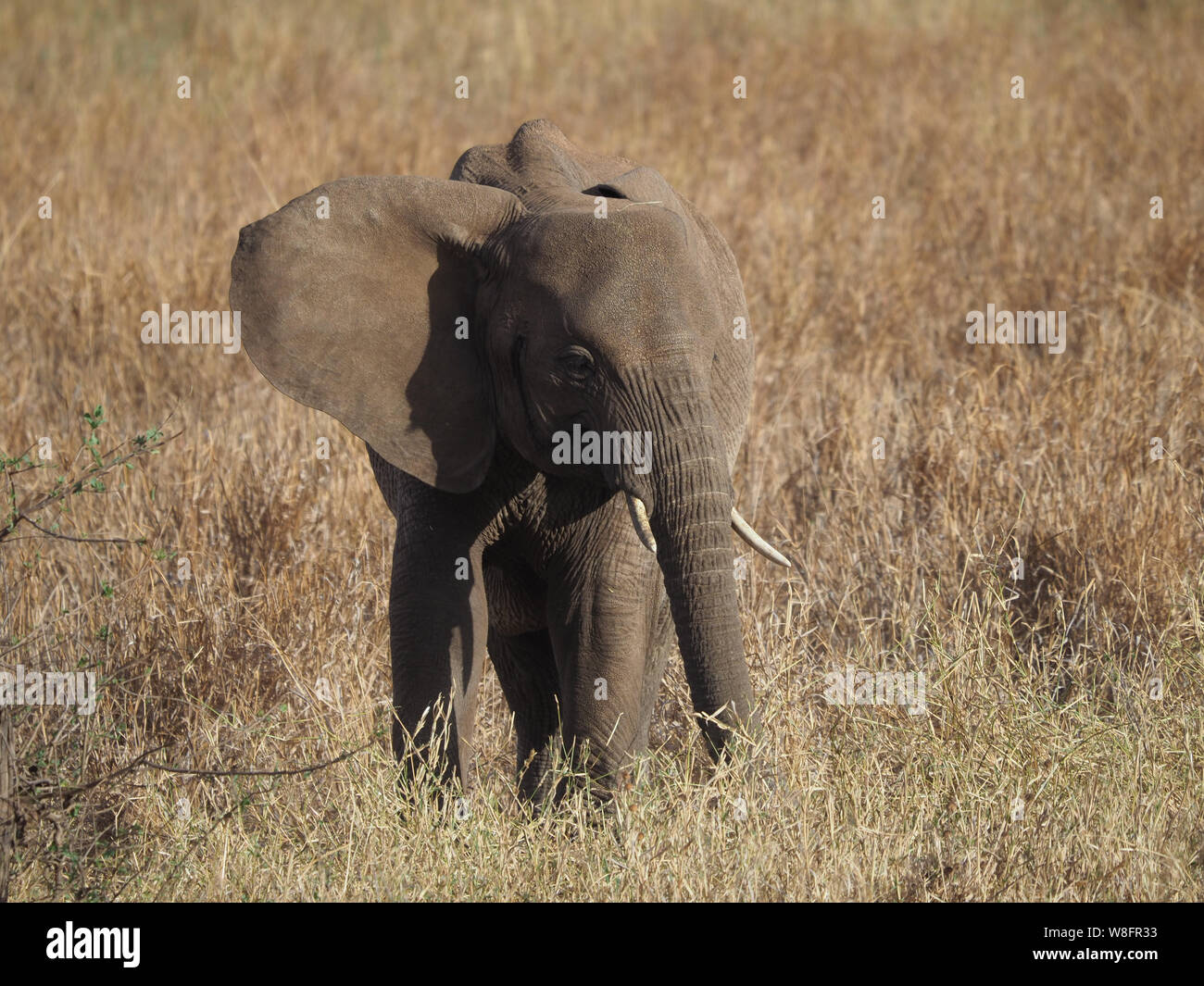 Baby African Elephant Calf Tanzania Stock Photo - Alamy