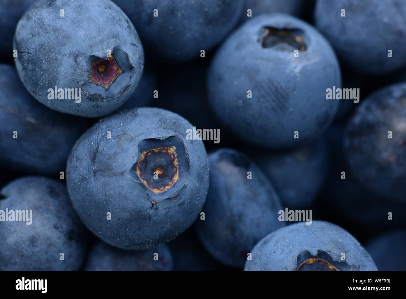 Berry fruit large blueberries ripe fresh dark blue temptation before a ...