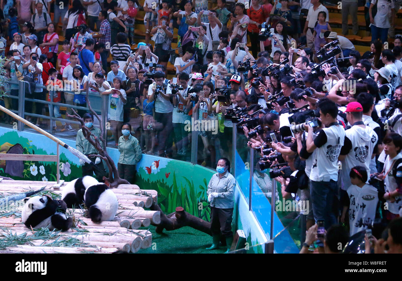 People watch the panda triplets eating bamboo during a celebration ...