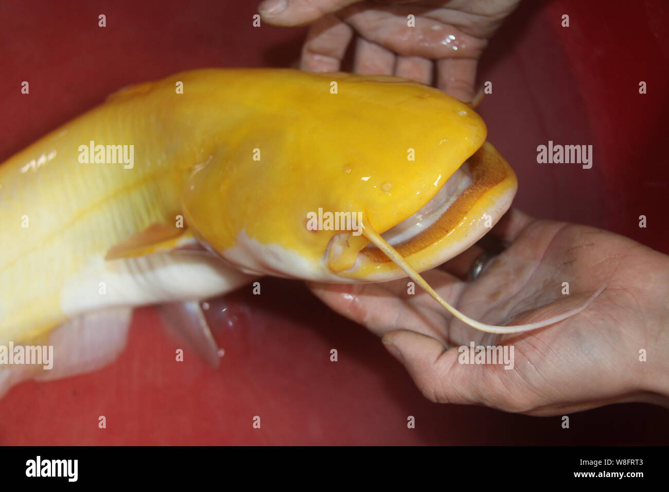 Xin an river hi-res stock photography and images - Alamy