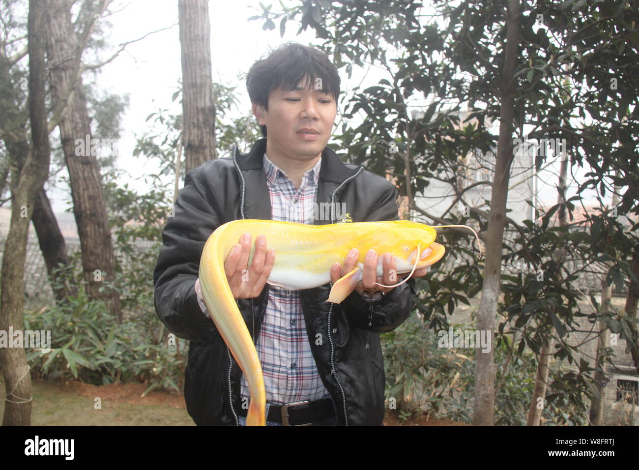 Local Chinese resident Huang Xin shows the golden catfish he caught in ...