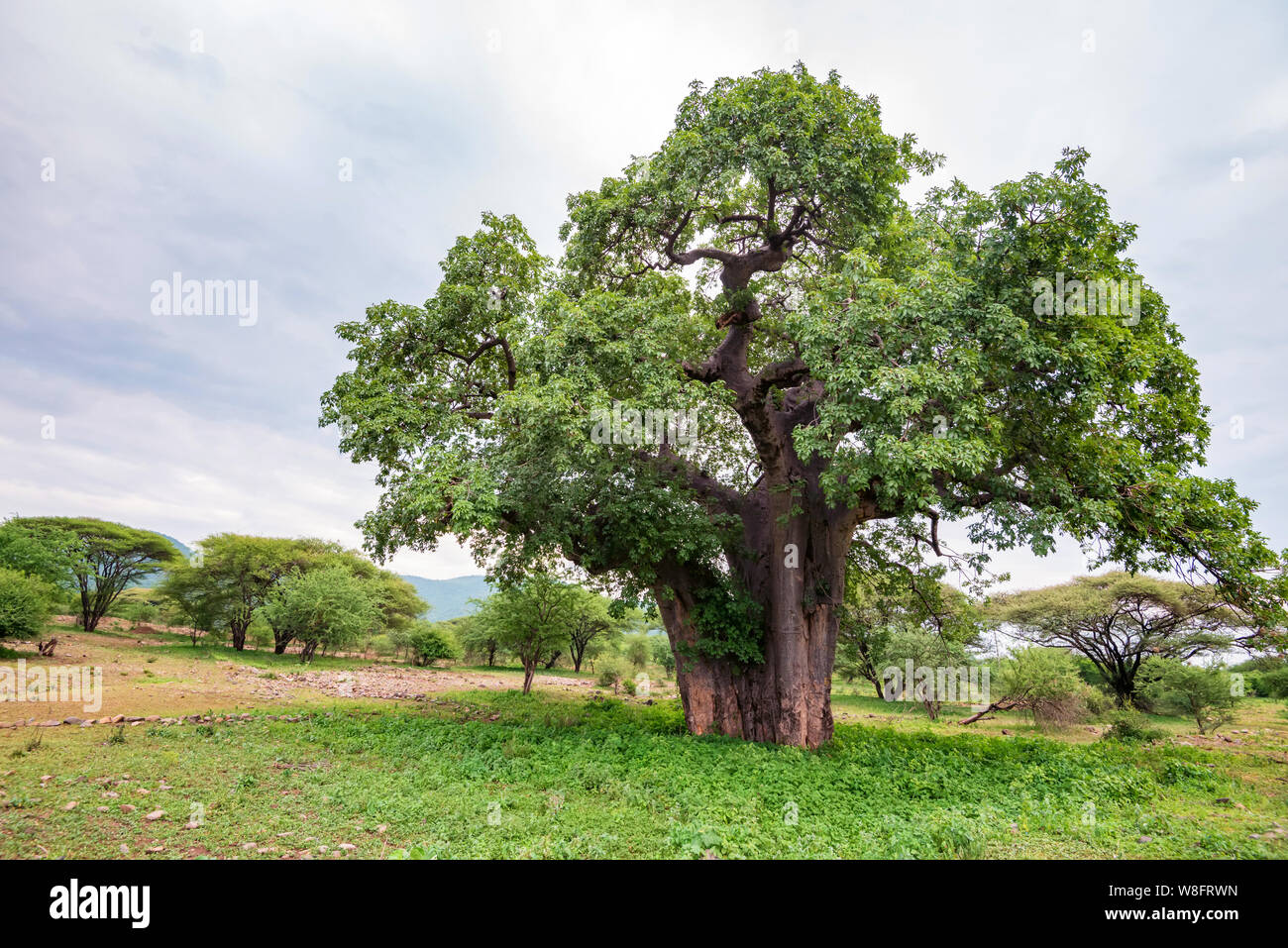 View of big Baobab Tree growing in african savannah Stock Photo - Alamy
