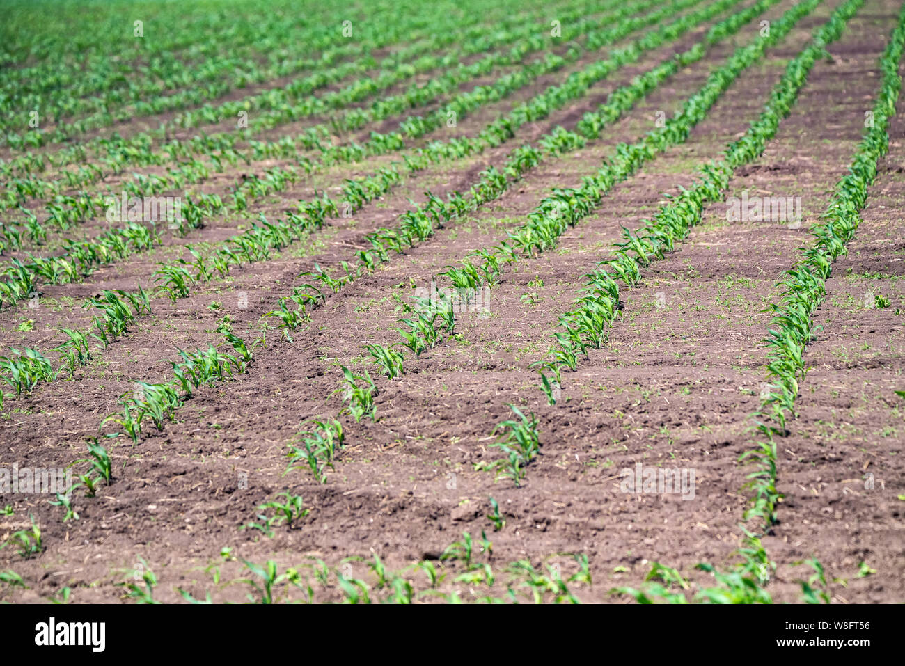 Young green corn sprouts growing in field Stock Photo - Alamy