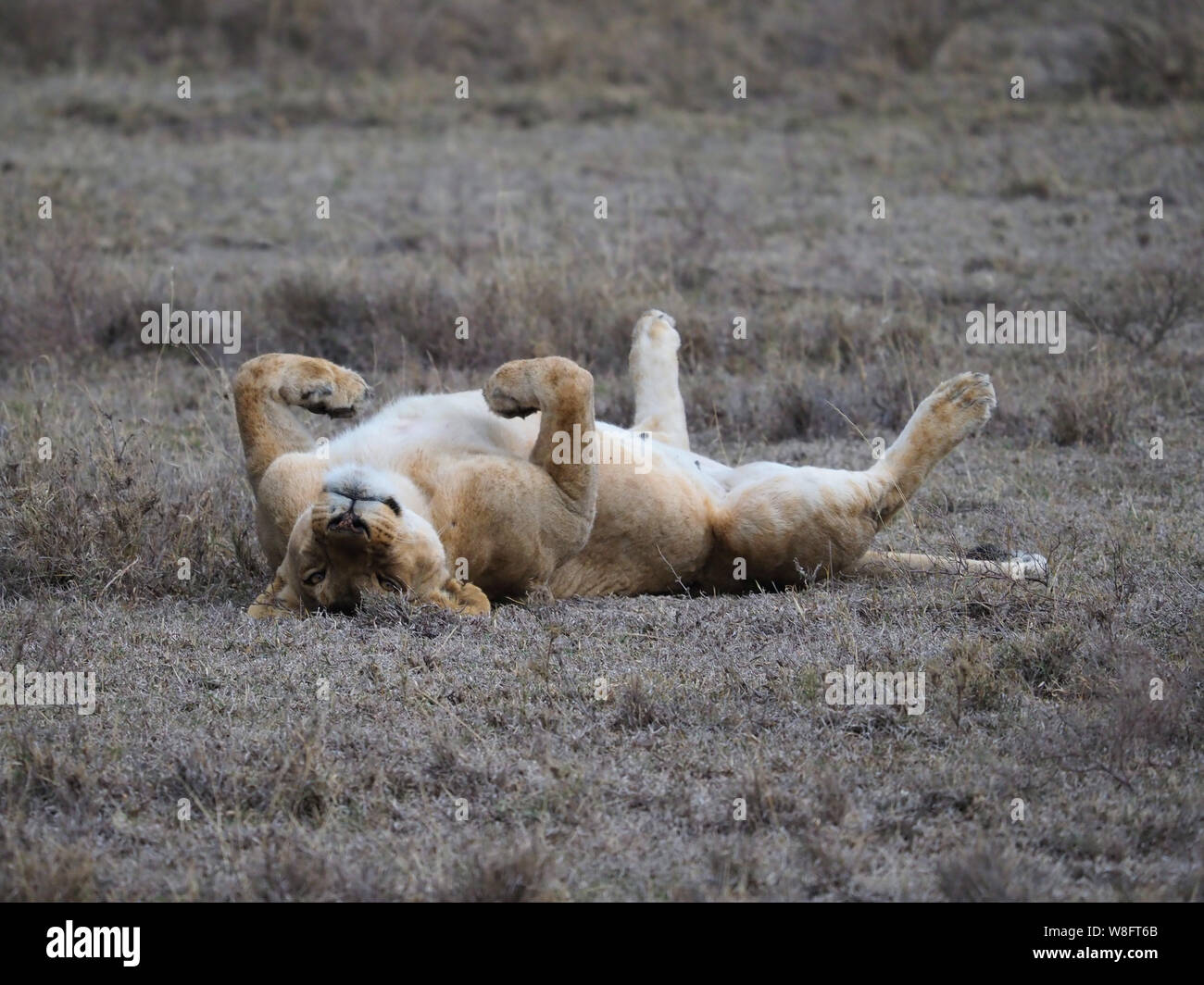Lazy Lioness Laying on her back Serengeti Tanzania Stock Photo - Alamy