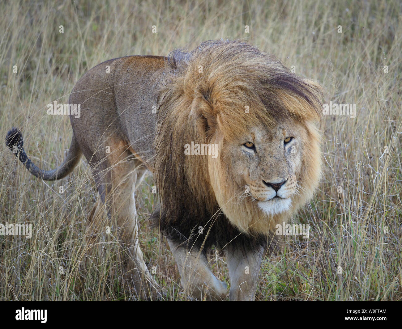 Perfect Lion Serengeti Tanzania Stock Photo - Alamy