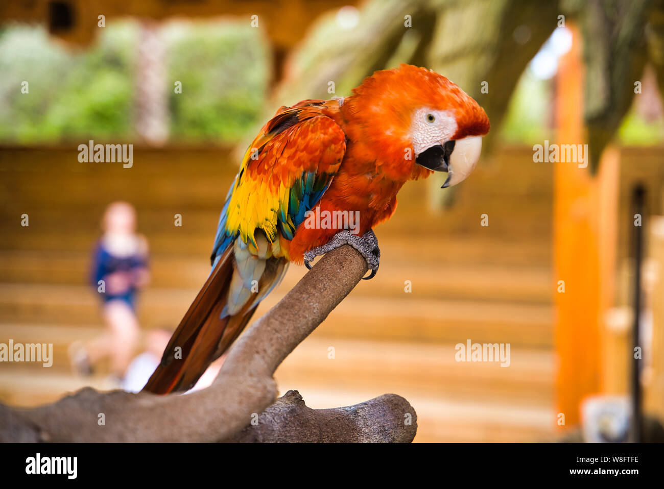 Macaw parrot on a branch. Beautiful colored parrot. Red macaw parrot ...
