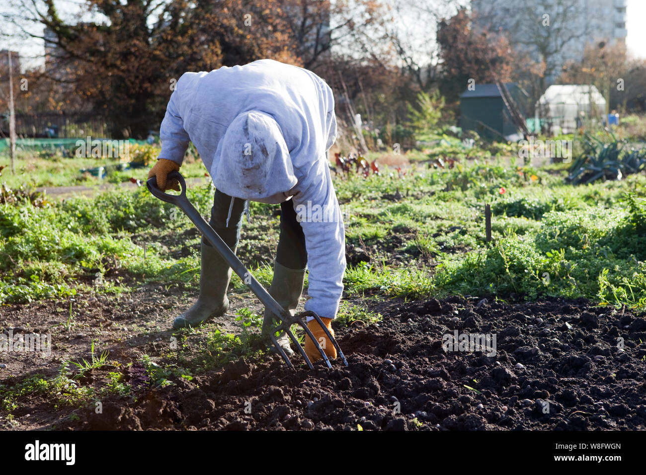 Gardening on Allotment Stock Photo - Alamy