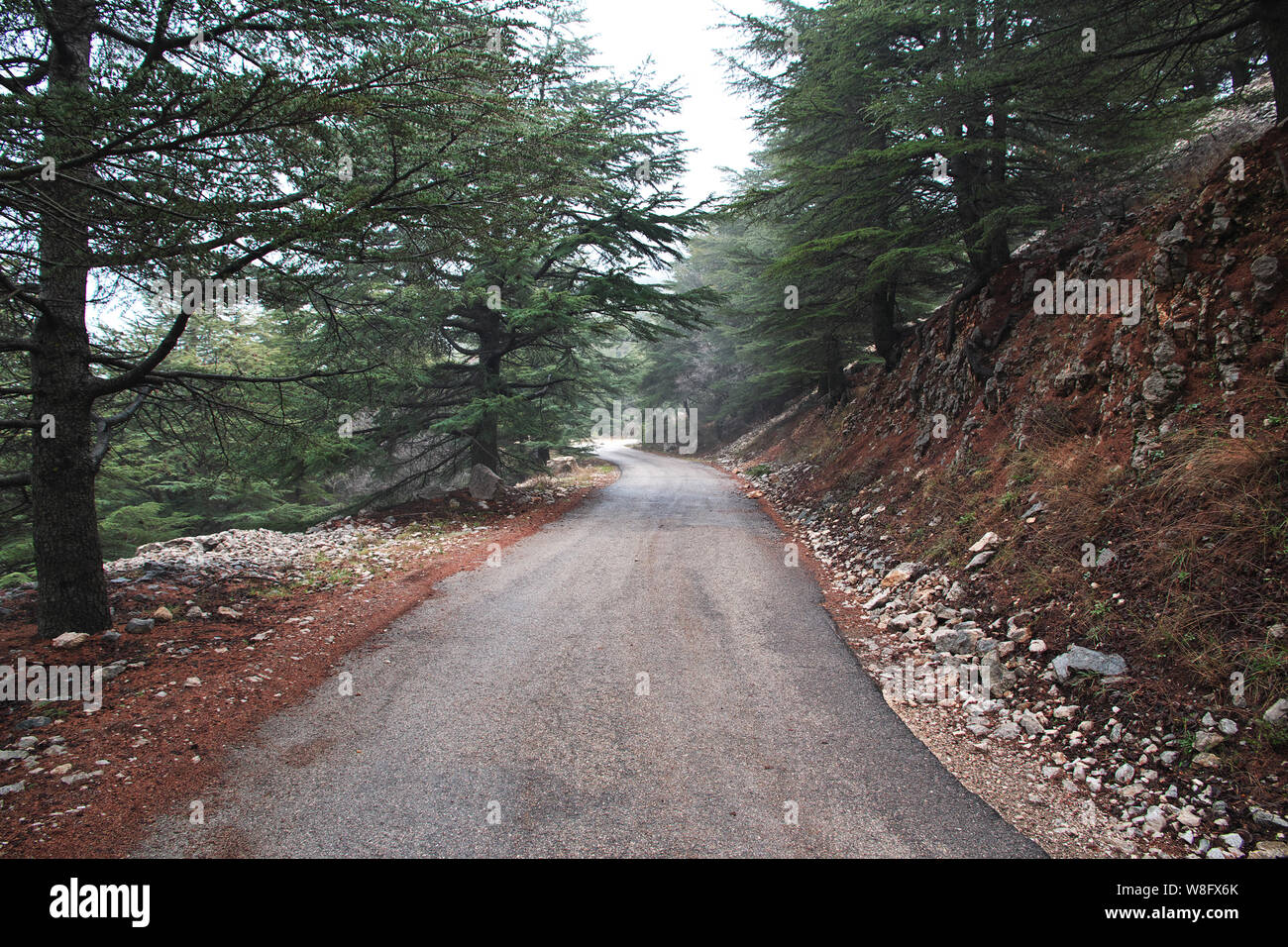 The cedar forest in mountains of Lebanon Stock Photo - Alamy