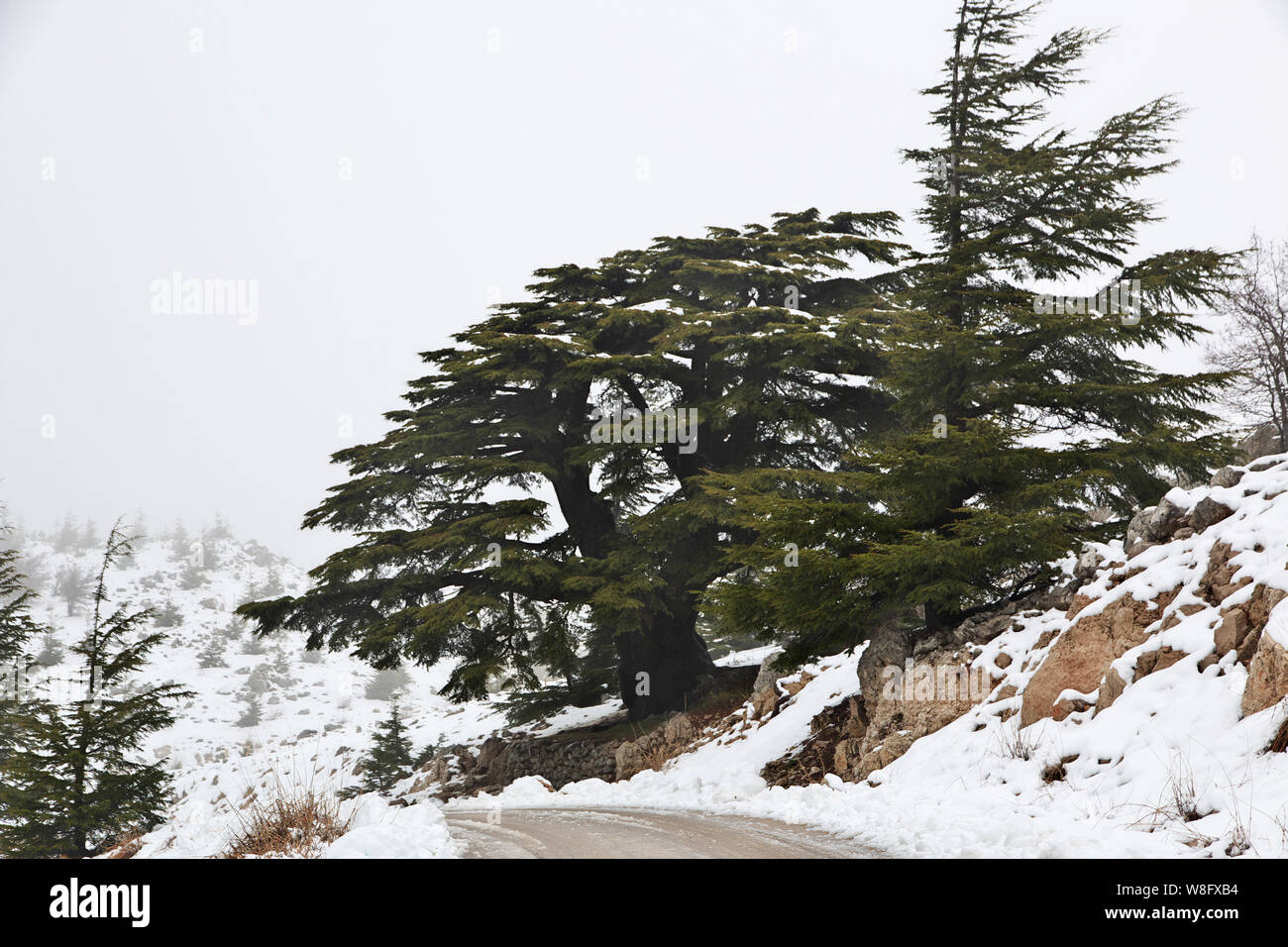 The cedar forest in mountains of Lebanon Stock Photo - Alamy