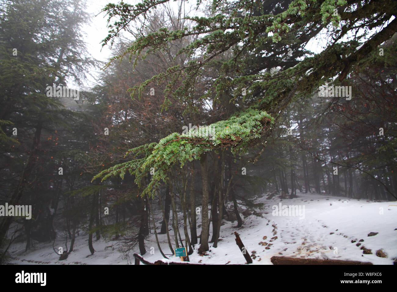 The cedar forest in mountains of Lebanon Stock Photo - Alamy