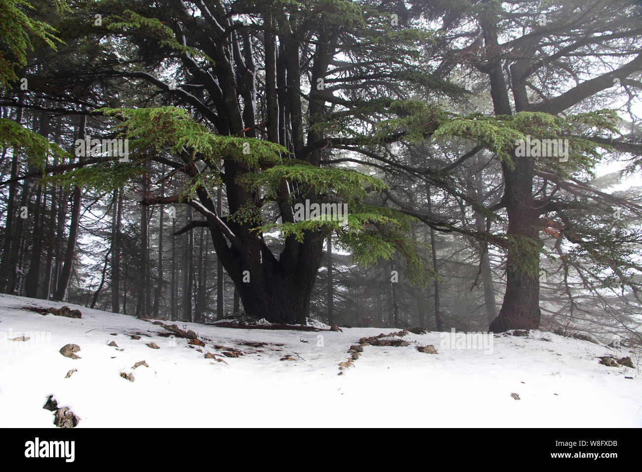 The cedar forest in mountains of Lebanon Stock Photo - Alamy