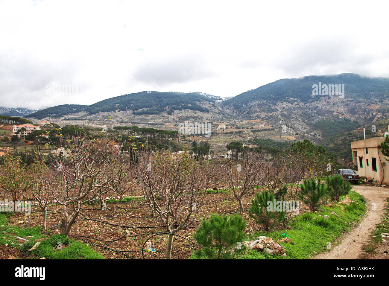 The cedar forest in mountains of Lebanon Stock Photo - Alamy