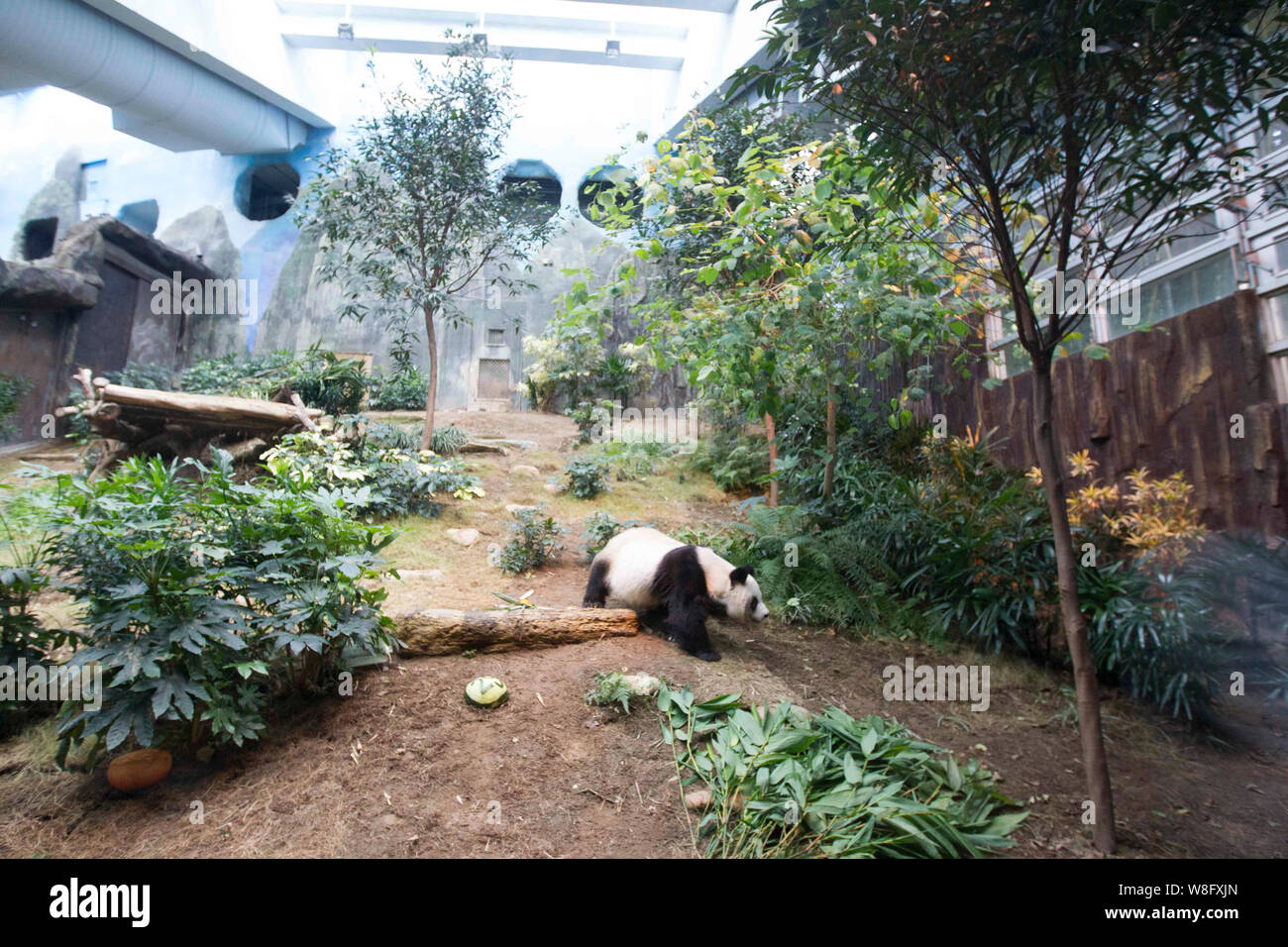 29-year-old male giant panda An An walks during a birthday celebration ...