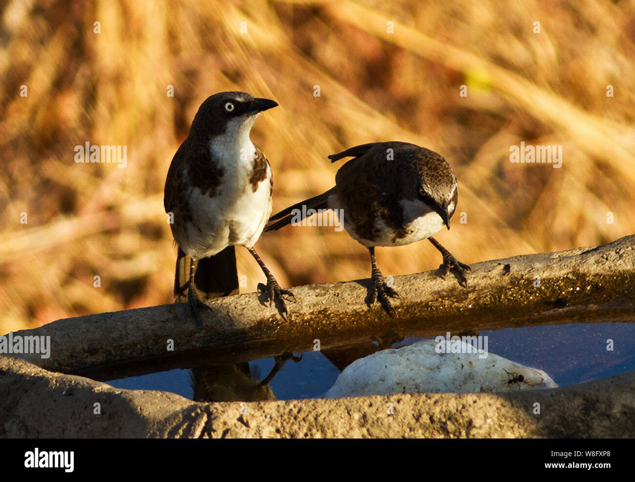 Alpha keratin hi-res stock photography and images - Alamy