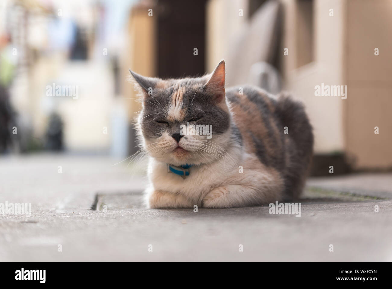 a sitting grey cat in a street of Shanghai,China Stock Photo - Alamy