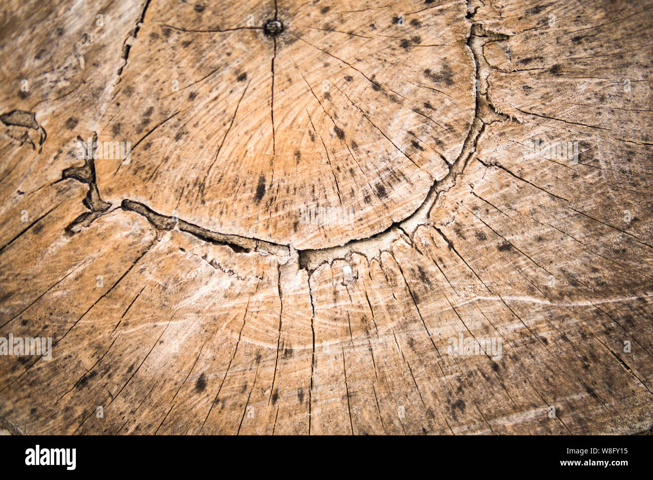 Wooden textured background. Cross-sectional view of a log cut end ...