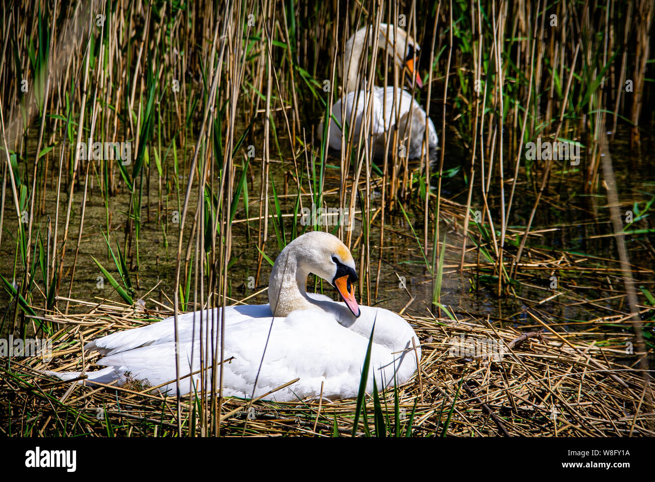 Brooding swan hi-res stock photography and images - Alamy