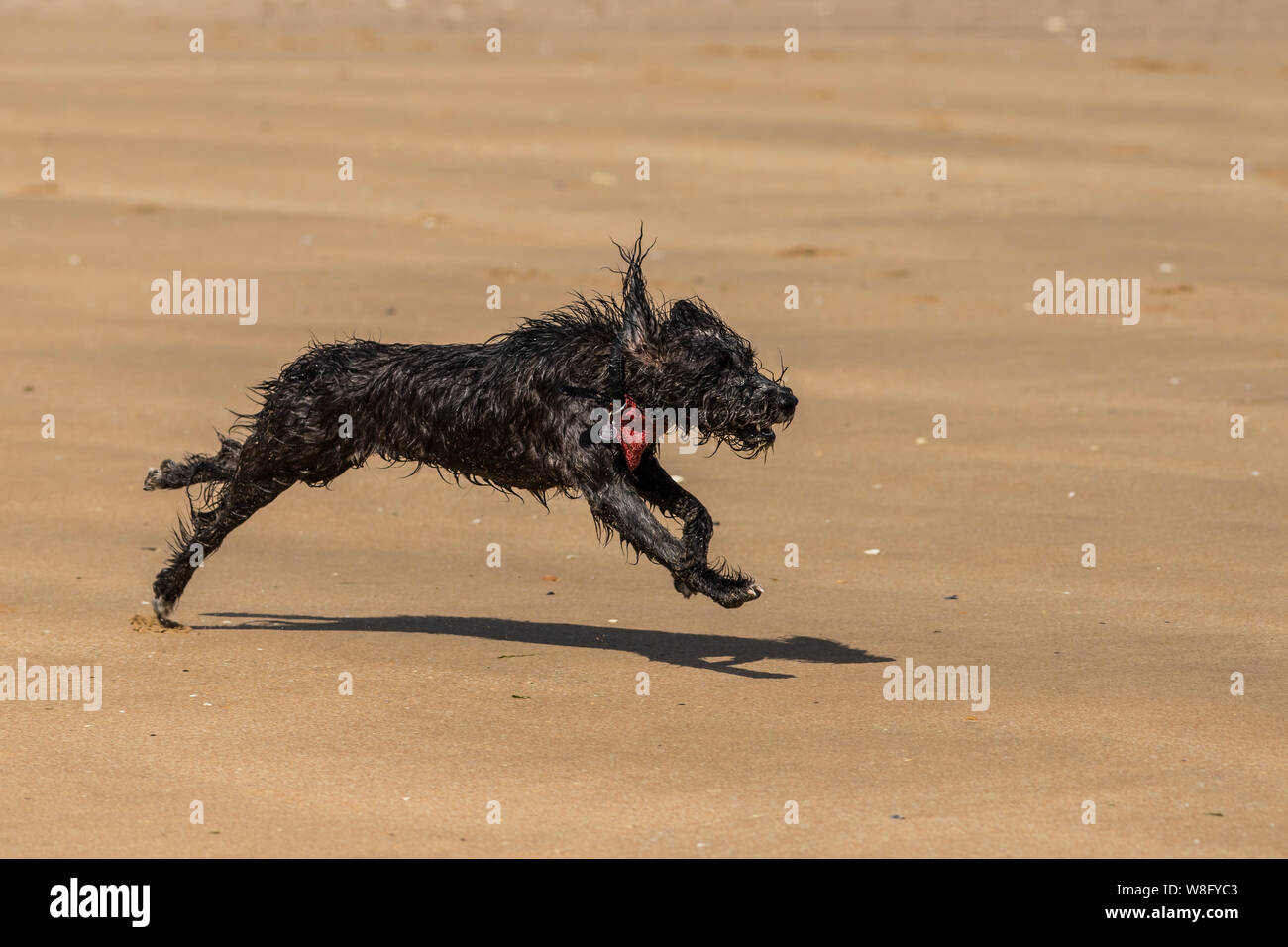 Shutter dog hi-res stock photography and images - Alamy