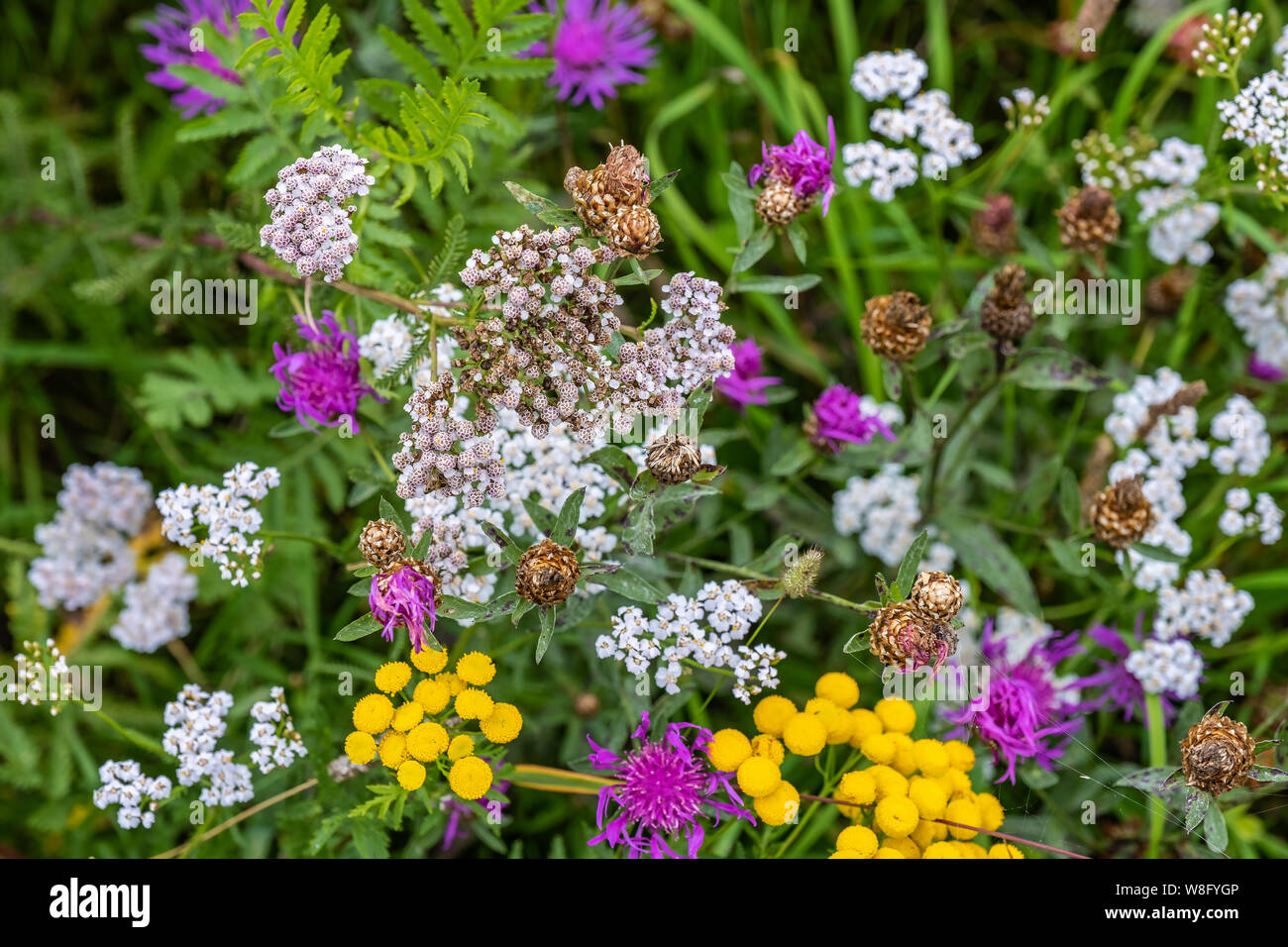 Colored wildflowers hi-res stock photography and images - Alamy
