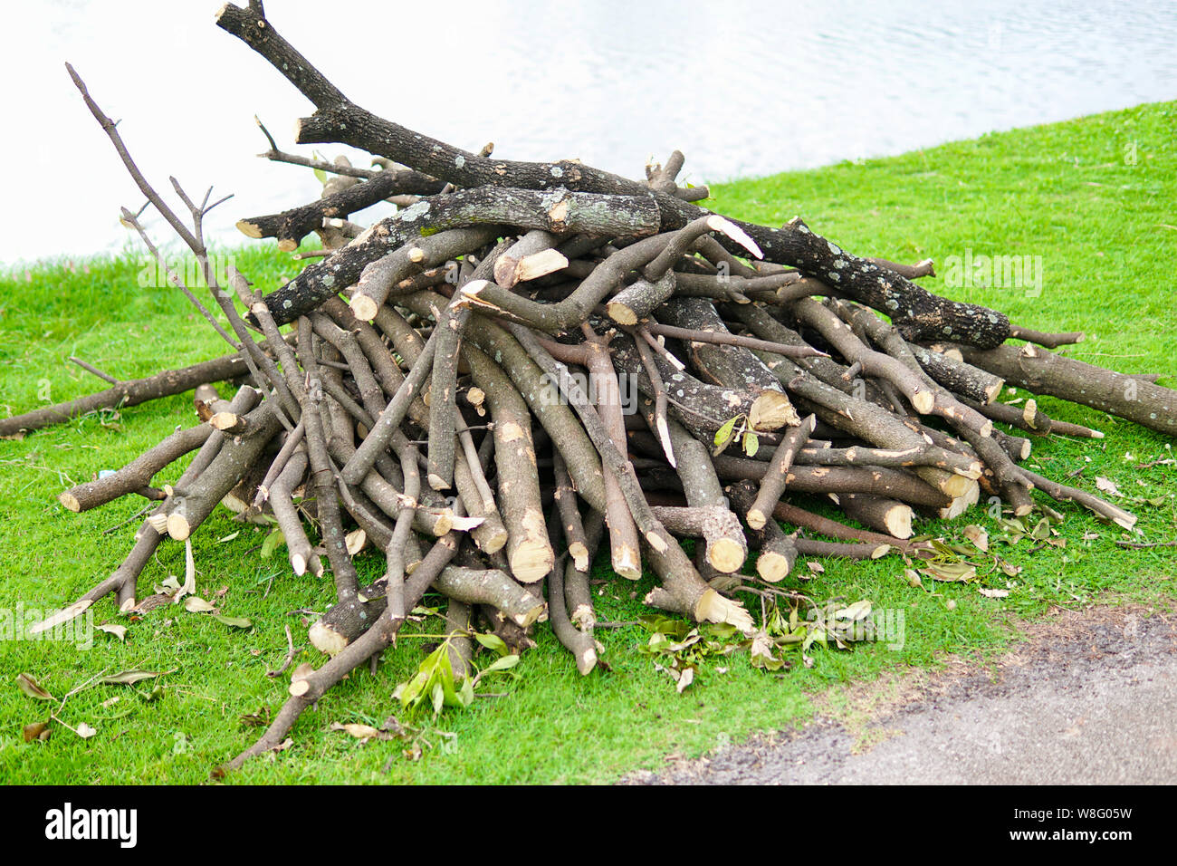 Pile of sawed wood and cut tree branches. Cross section birch tree ...