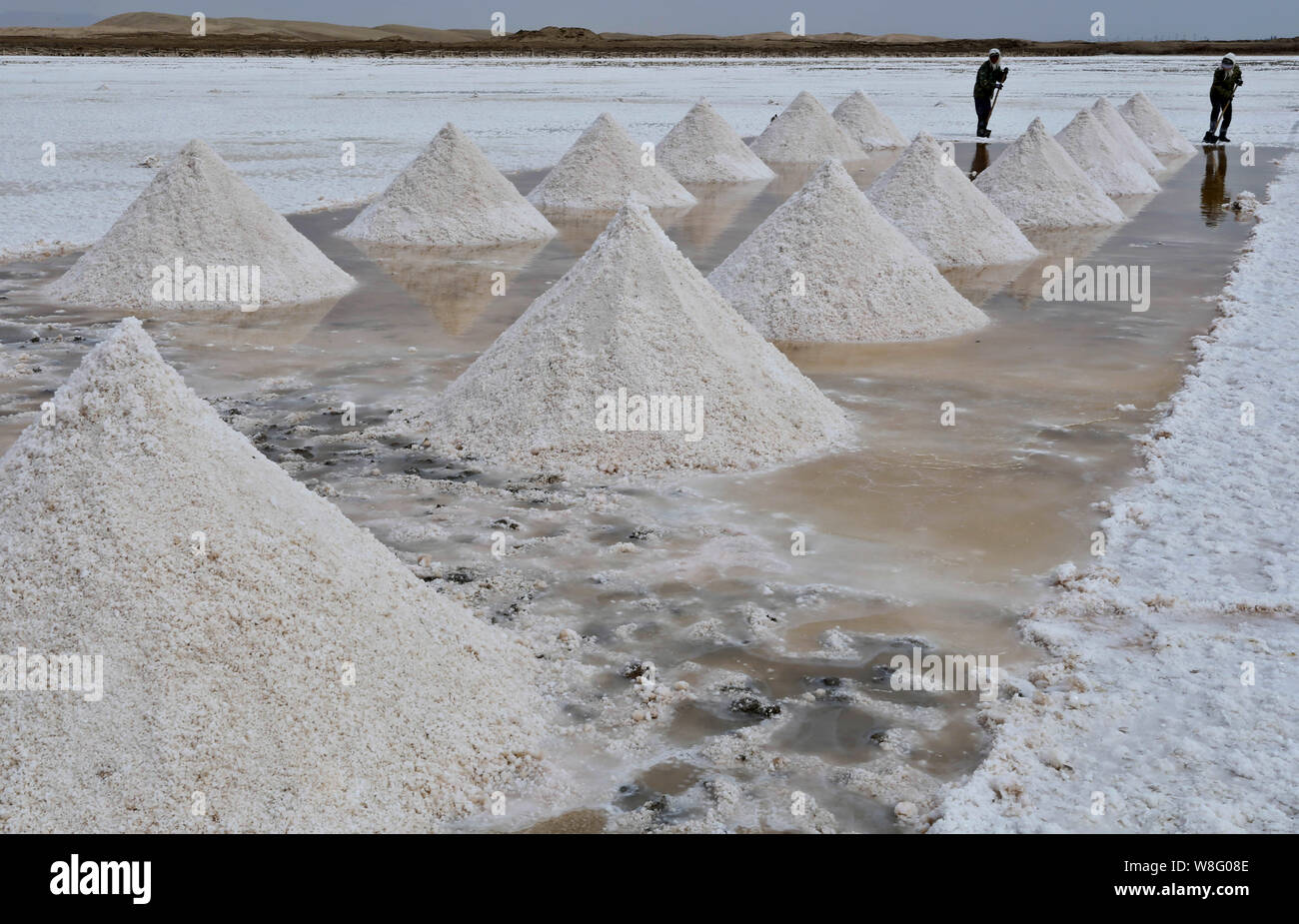 Chinese workers harvest dried salt in Yanchi village, Gaotai county ...