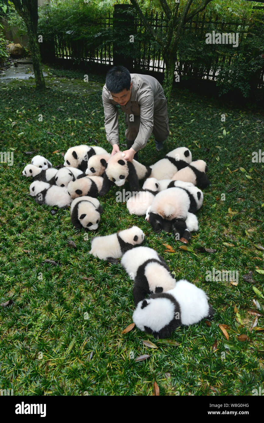 A Chinese keeper puts giant panda cubs born this year together during a ...