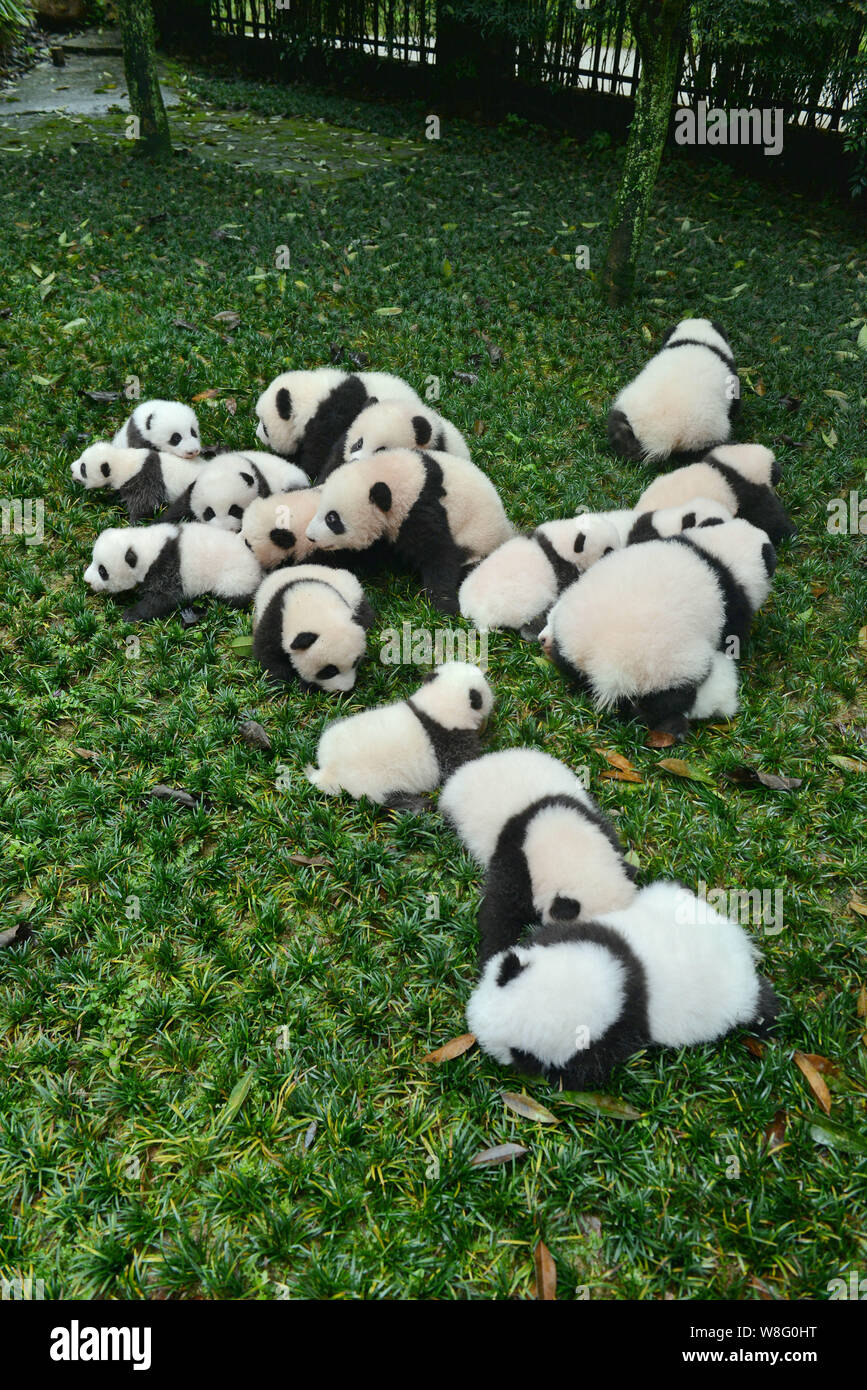 Giant panda cubs born this year are pictured during a public event at ...