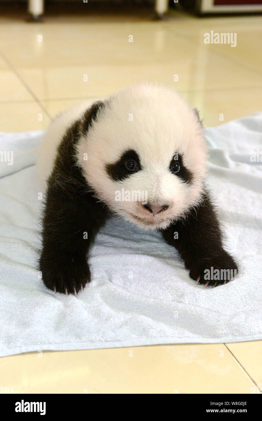 A giant panda cub born this year is pictured during a public event at ...