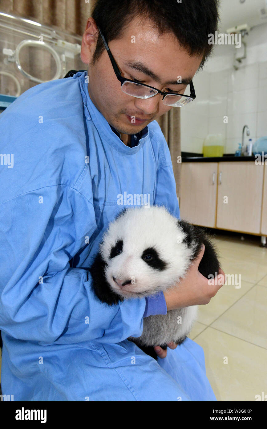 A Chinese keeper attends a giant panda cub born this year during a ...