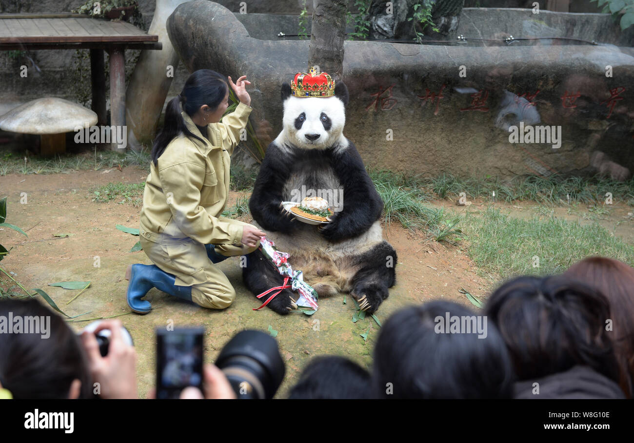Female giant panda Basi poses for photos during a party to celebrate ...