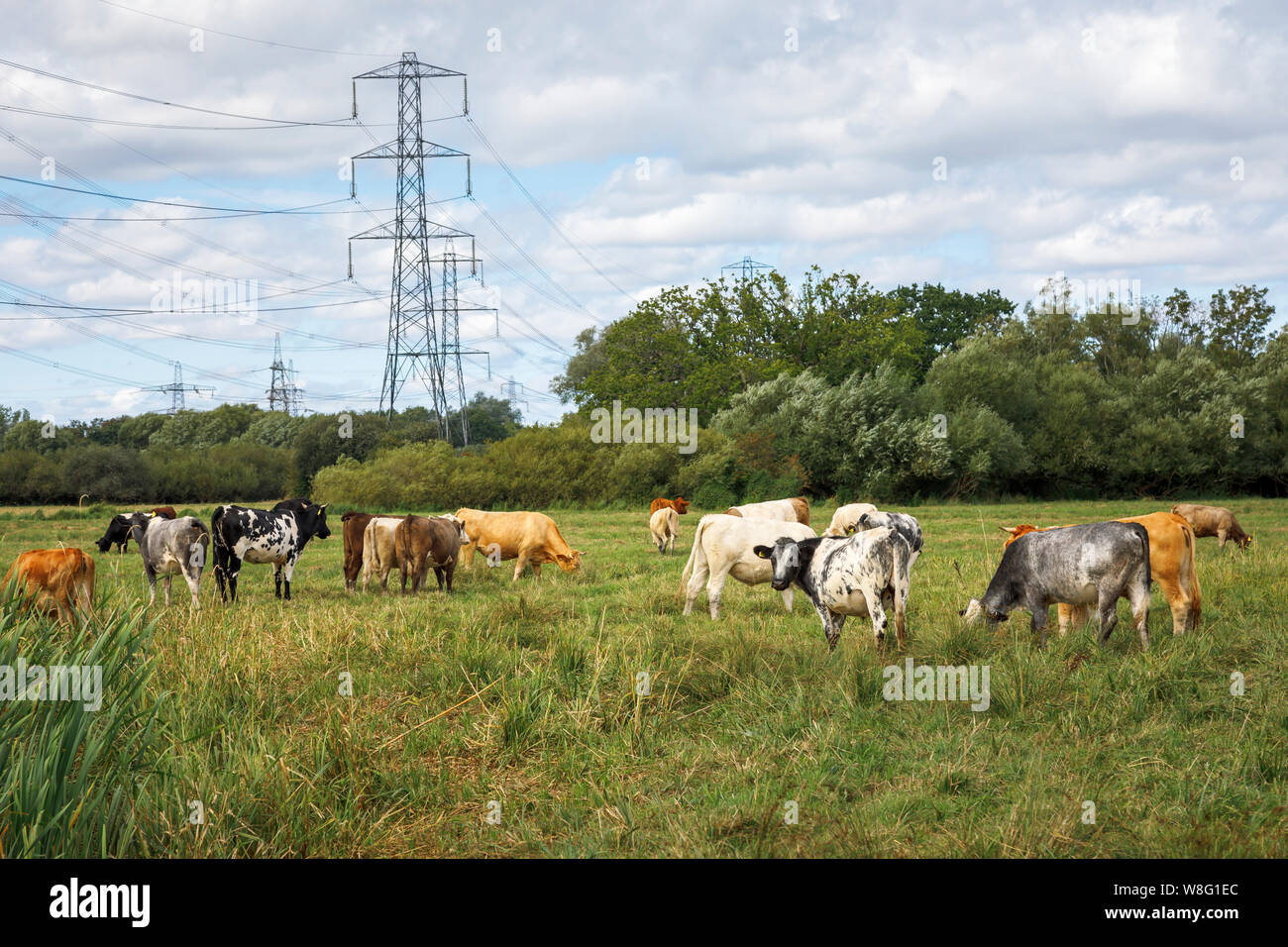 Electricity pylons uk cows hi-res stock photography and images - Alamy